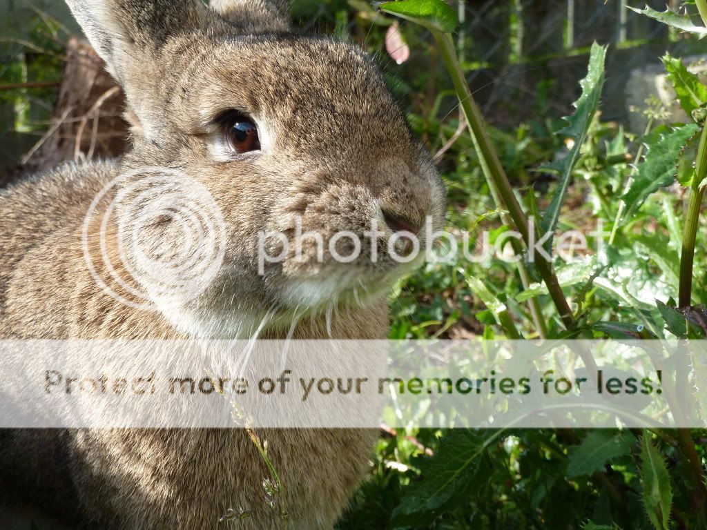 Marvin - The handsome agouti rabbit : r/Rabbits