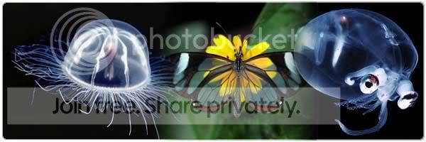 top 10 transparent animals | vamsimylife
