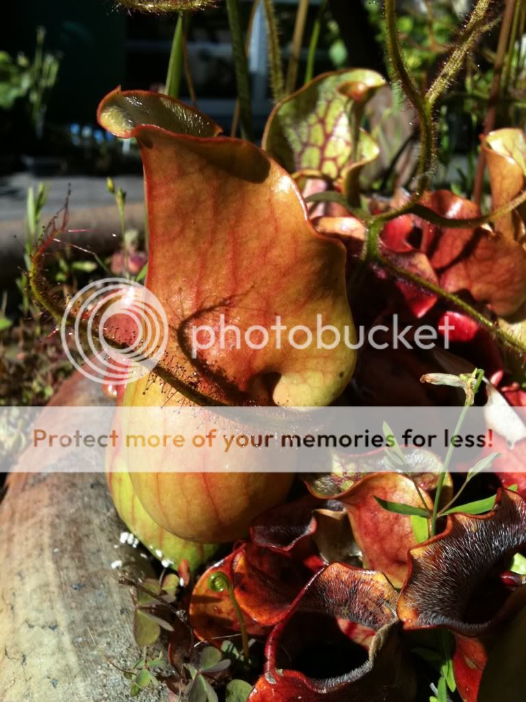 Flytrap and S. Purpurea from Lowes - FlyTrapCare Forums