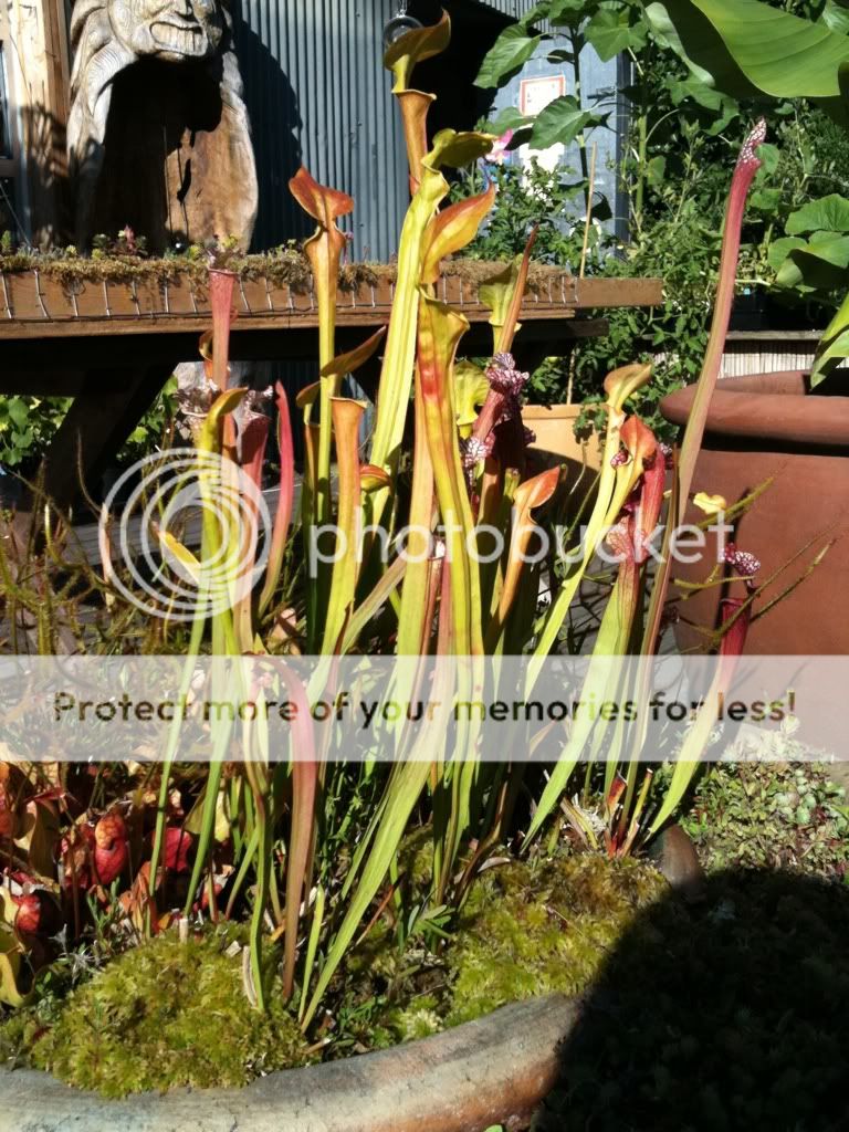 Flytrap and S. Purpurea from Lowes - FlyTrapCare Forums