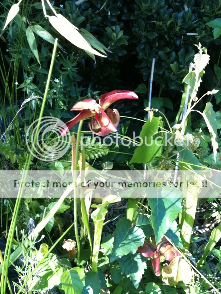 Flytrap and S. Purpurea from Lowes - FlyTrapCare Forums