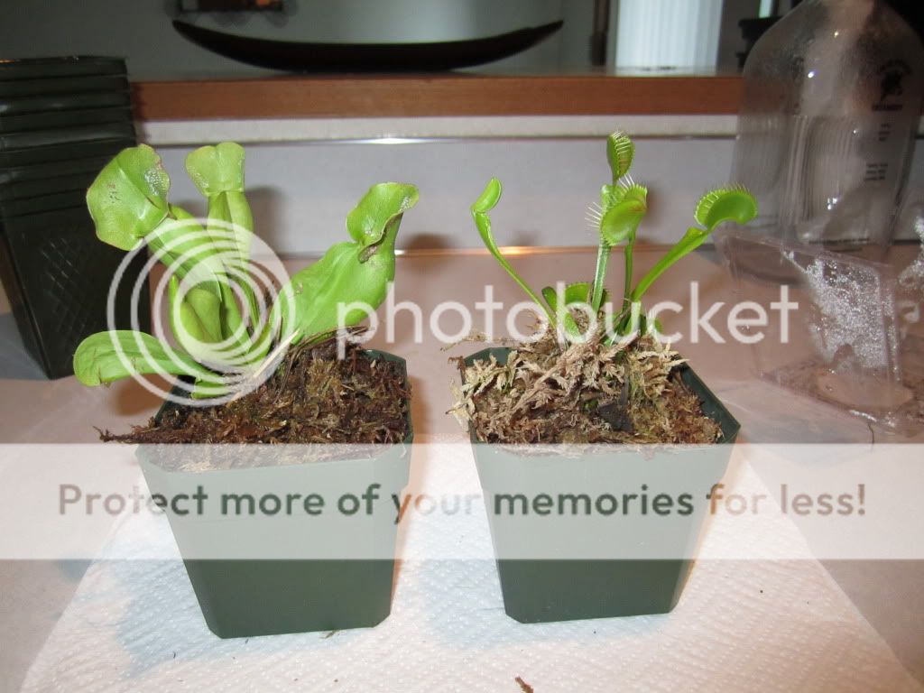 Flytrap and S. Purpurea from Lowes - FlyTrapCare Forums