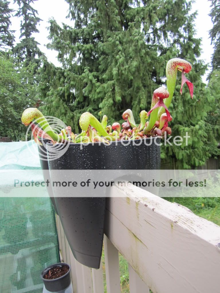 Random Pictures of My Plants - FlyTrapCare Forums