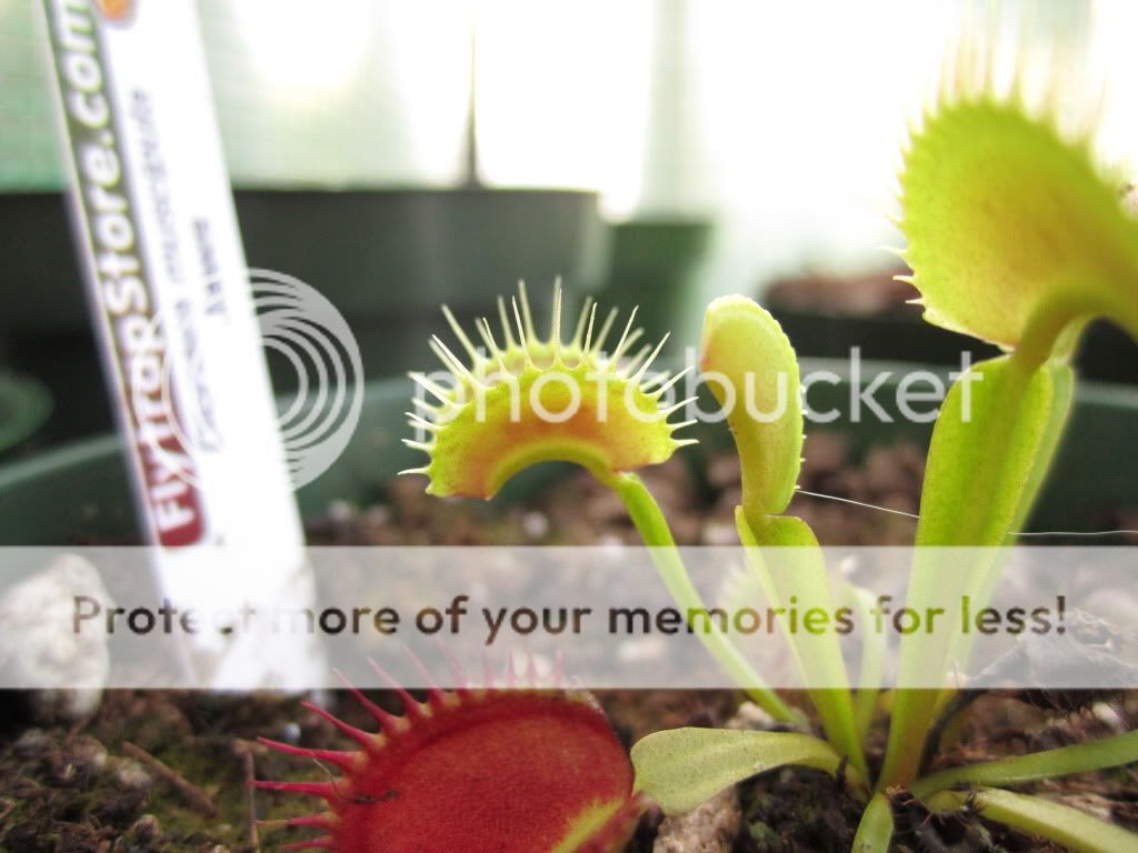 Random Pictures of My Plants - FlyTrapCare Forums
