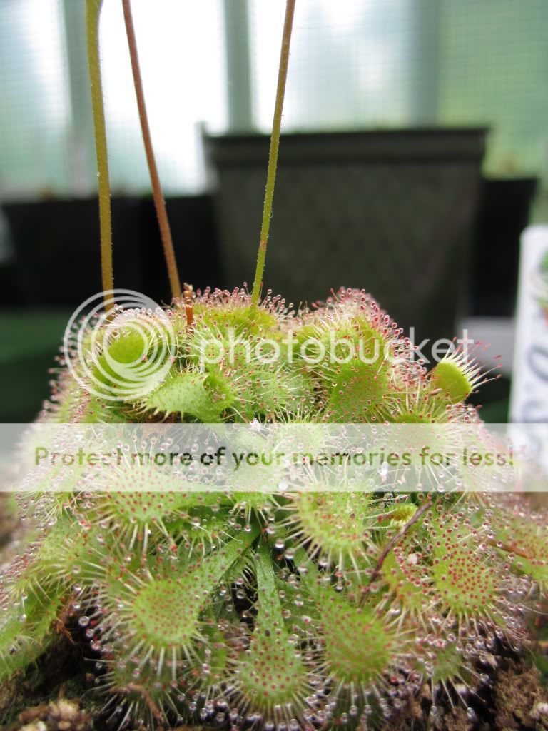 Random Pictures of My Plants - FlyTrapCare Forums