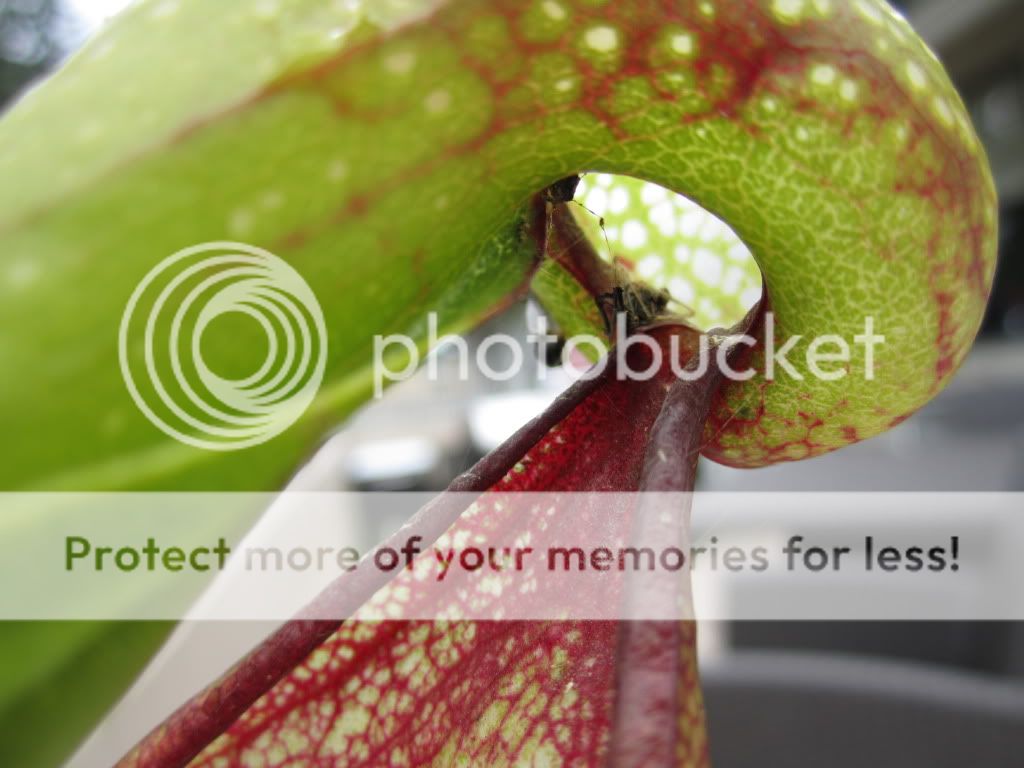 Random Pictures of My Plants - FlyTrapCare Forums