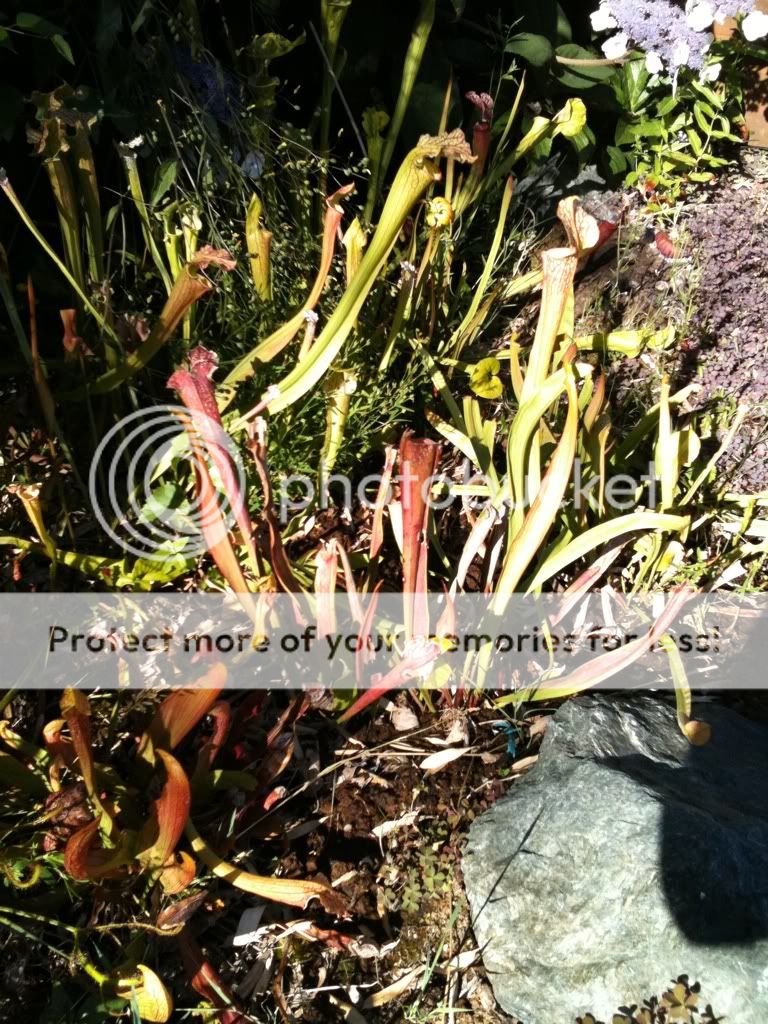 Flytrap and S. Purpurea from Lowes - FlyTrapCare Forums