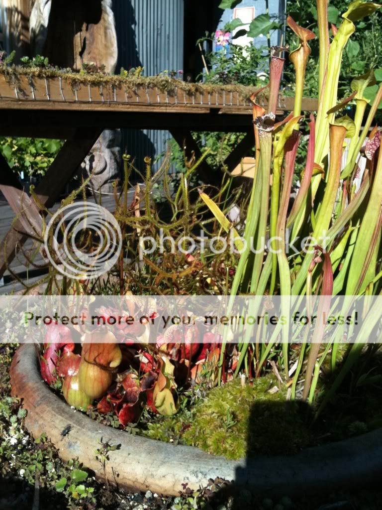 Flytrap and S. Purpurea from Lowes - FlyTrapCare Forums