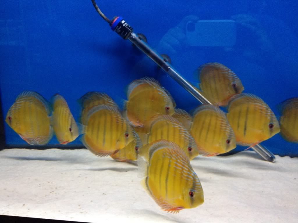 My collection of wild discus | MonsterFishKeepers.com
