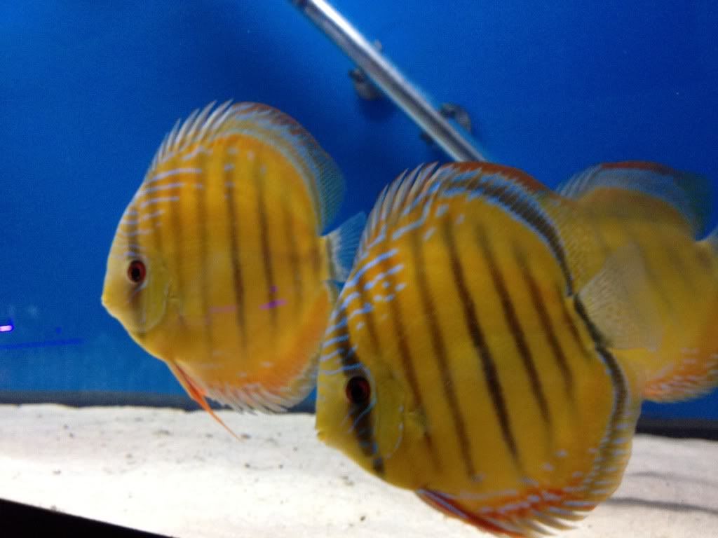 My collection of wild discus | MonsterFishKeepers.com