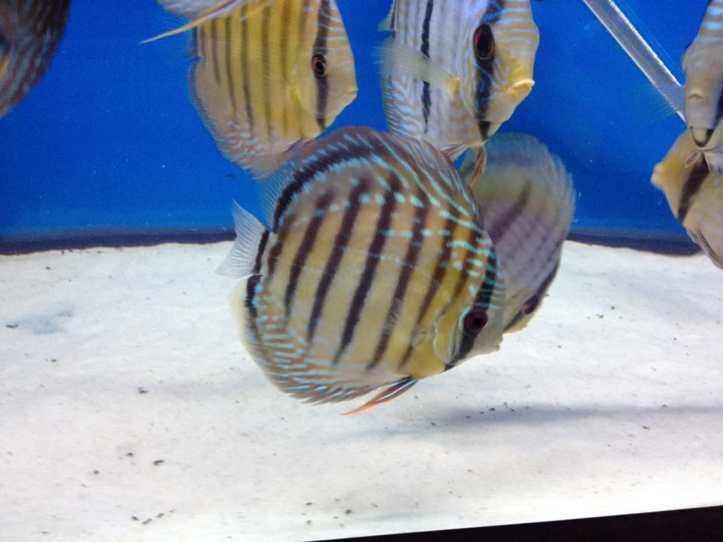 My collection of wild discus | MonsterFishKeepers.com