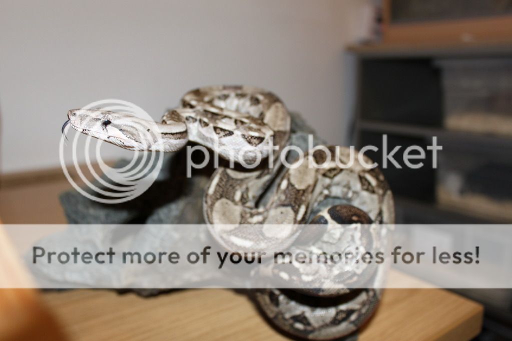 SE England - Caulker Caye Island dwarf Boa | Reptile Forums