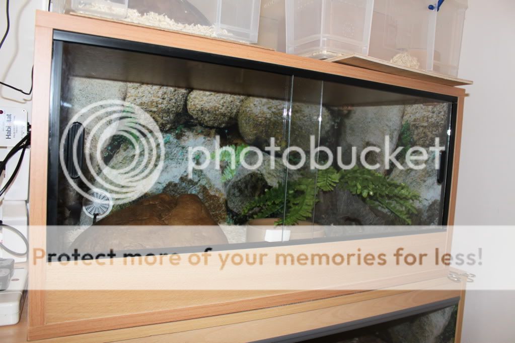 SE England - 09 Corn Snake + vivarium PICS! | Reptile Forums