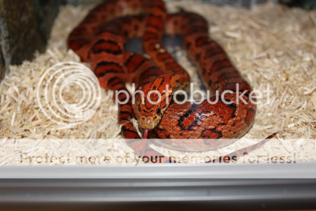 SE England - 09 Corn Snake + vivarium PICS! | Reptile Forums