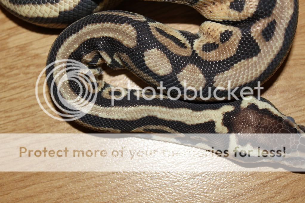 Sick Ball Python Please help | Reptile Forums