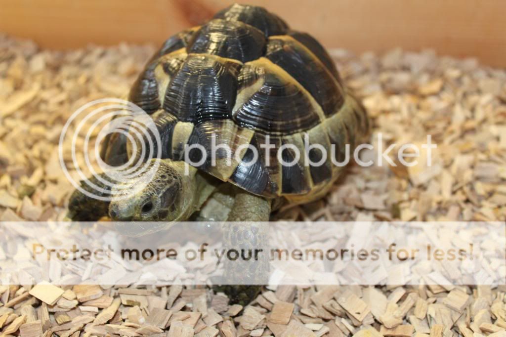 SE England - 1 Male 1 Female Spur Thighed (Testudo Gracea) + Table ...