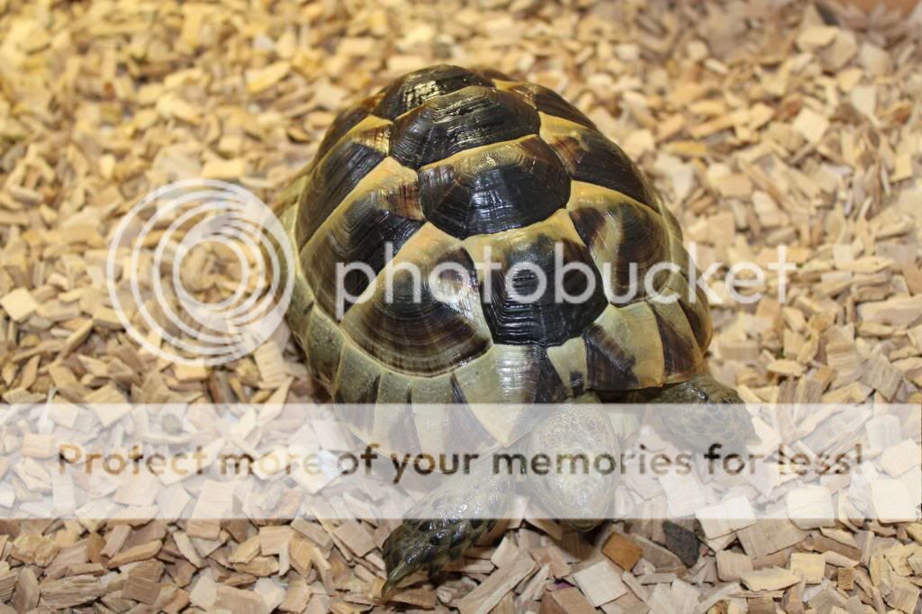 SE England - 1 Male 1 Female Spur Thighed (Testudo Gracea) + Table ...