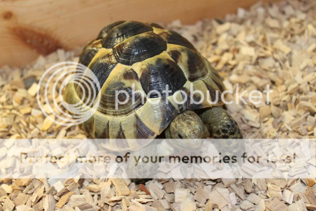 SE England - 1 Male 1 Female Spur Thighed (Testudo Gracea) + Table ...