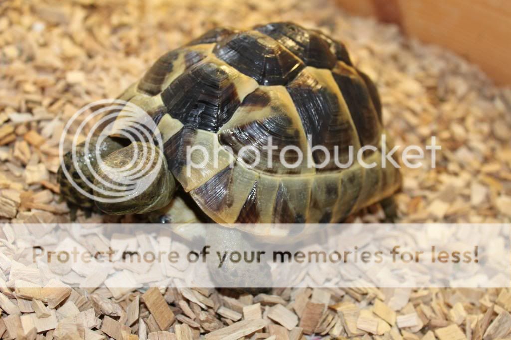 SE England - 1 Male 1 Female Spur Thighed (Testudo Gracea) + Table ...